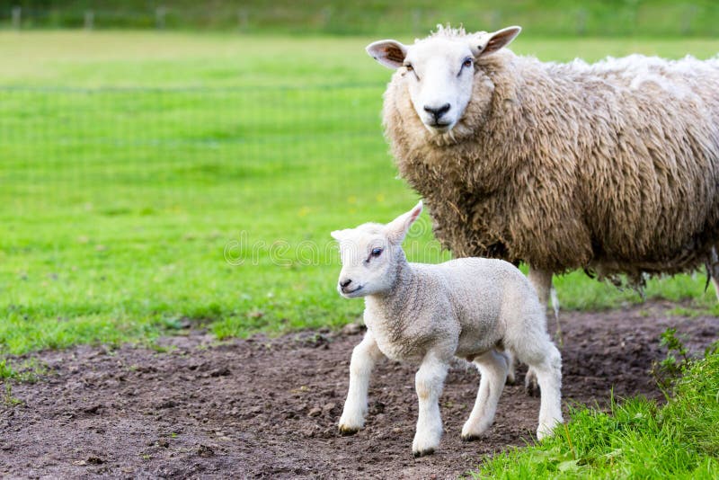 Mother Sheep and Newborn Lamb in Meadow during Spring Stock Image ...