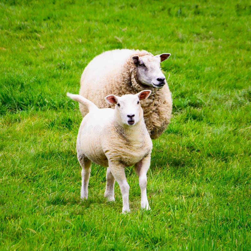 Mother sheep with one lamb stock photo. Image of meadow - 141632416