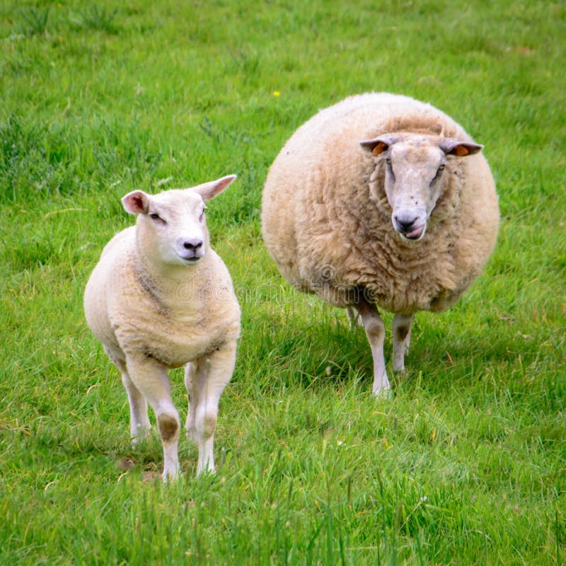 Mother sheep with one lamb stock photo. Image of color - 141632710