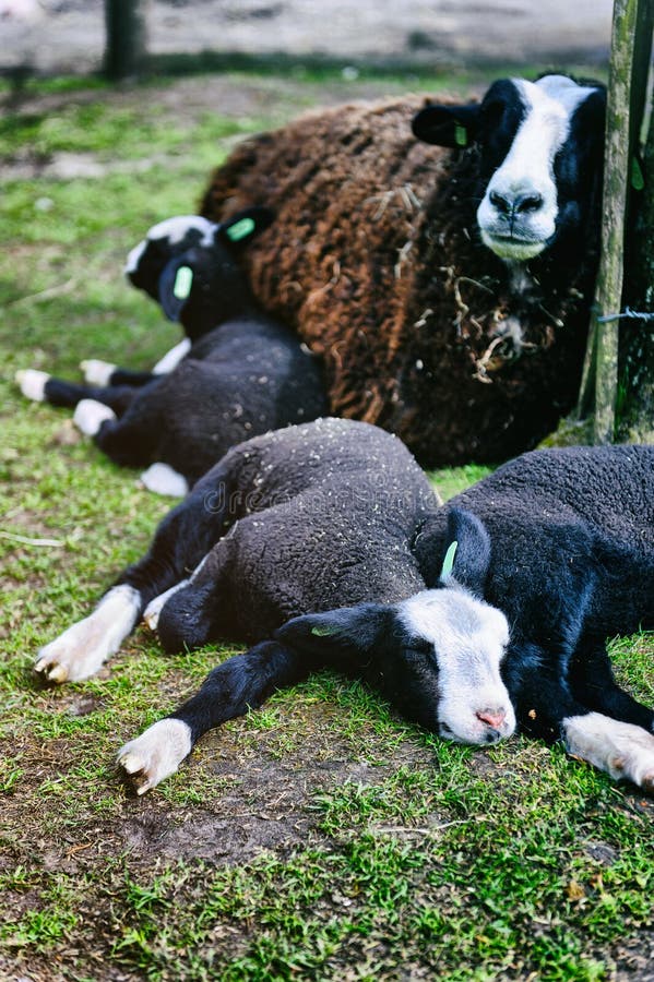 Sheep Resting on a Forest Trail Stock Image - Image of nature, field: 174127381