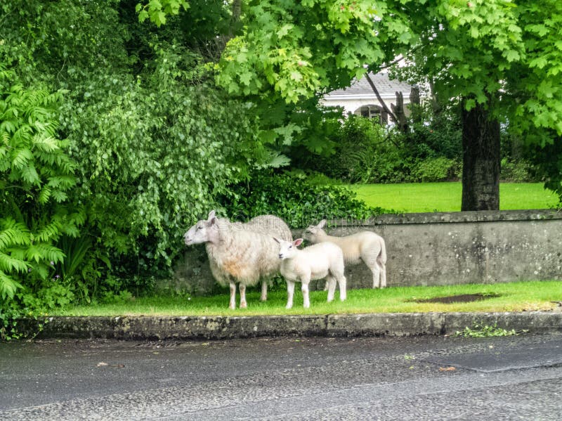 Mother Sheep with Two Lambs Standing by Green Trees Stock Photo - Image ...