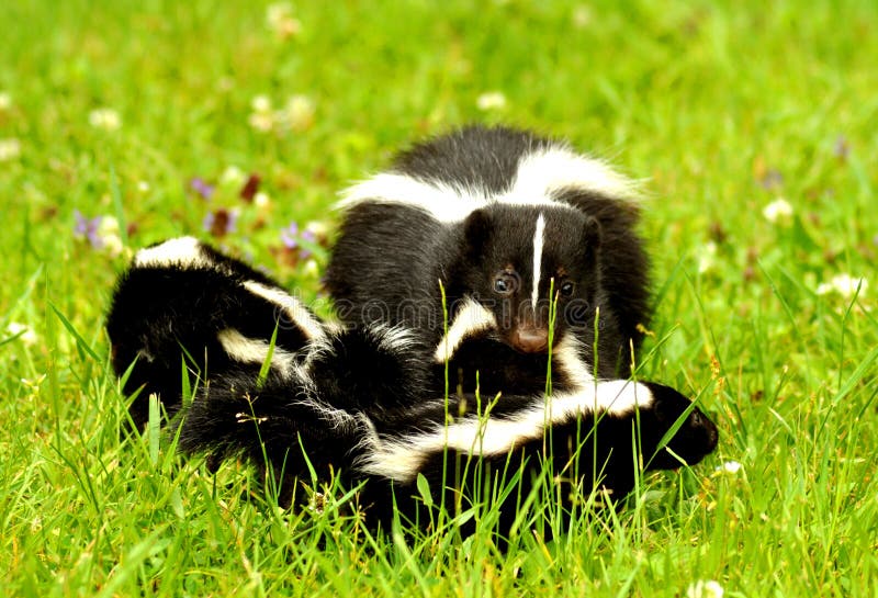 Mother Skunk Carrying Her Kits Stock Image - Image of kits, stinkers ...