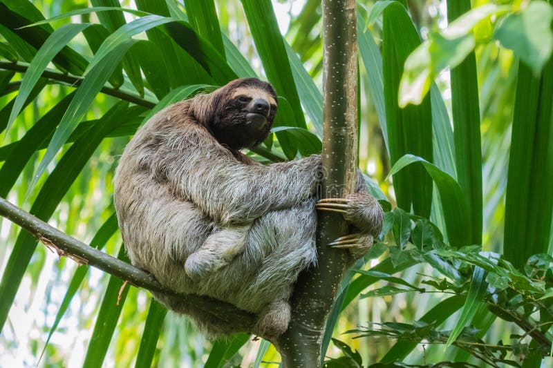 Mother Sloth with baby stock photo. Image of animal, panama - 93499920