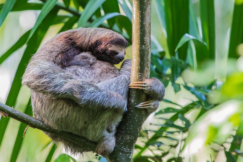 Mother Sloth with baby stock photo. Image of mother, animal - 93499944