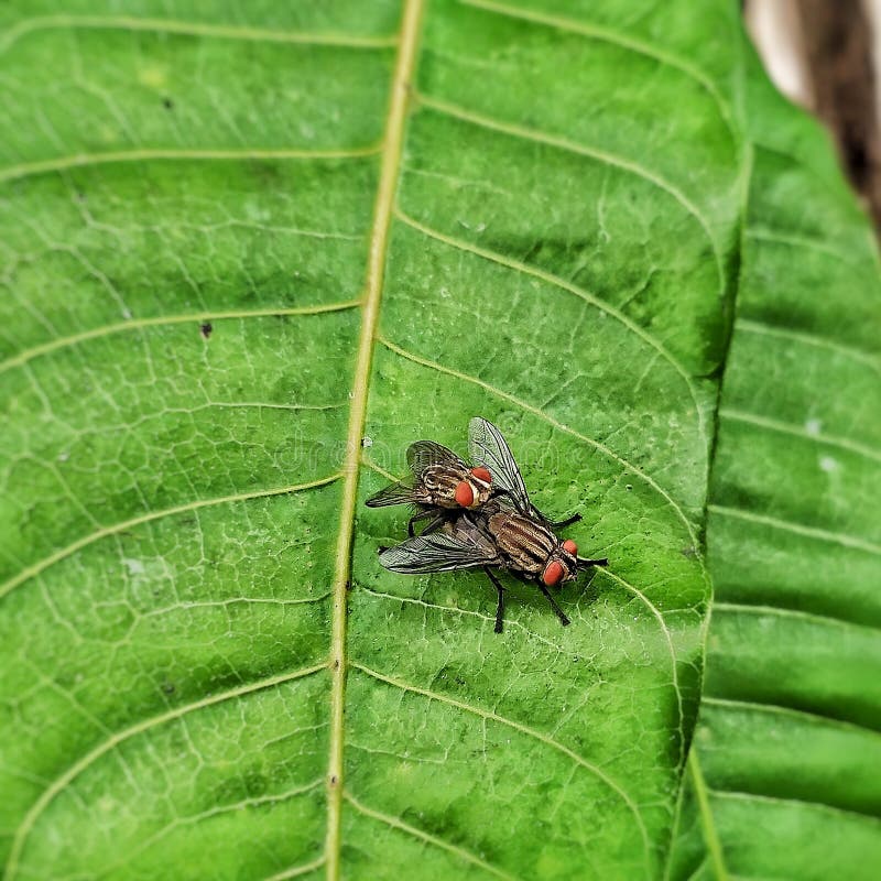 Mother and Son Fly on Leaves Stock Image - Image of mother, nature ...