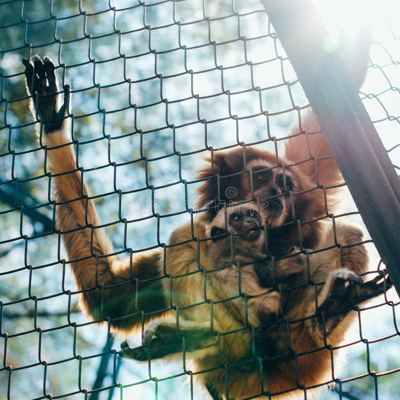 Mother and Son Monkeys Stuck in a Cage Stock Photo - Image of mammal ...