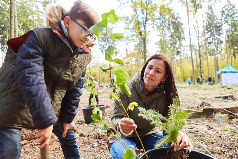 Mother and Son with Tree Seedlings in Tree Determination Stock Photo ...
