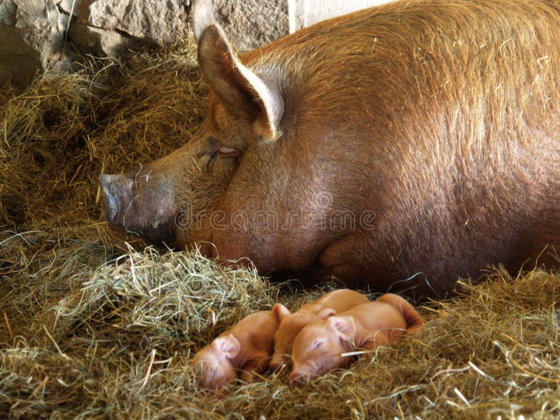 Mother Sow and Piglets stock photo. Image of sleep, affection - 6352682