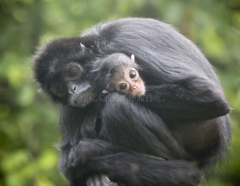 Newborn Spider Monkey