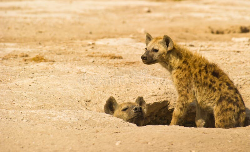 A Mother Spotted Hyena and Her Cub Stock Image - Image of door, cover ...