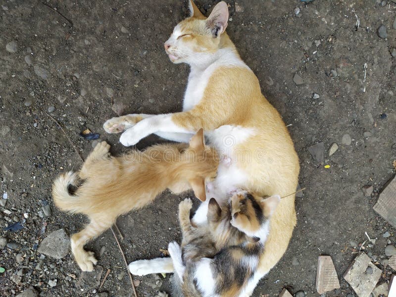 Mother stray dog stock photo. Image of head, themes, animals - 11067072