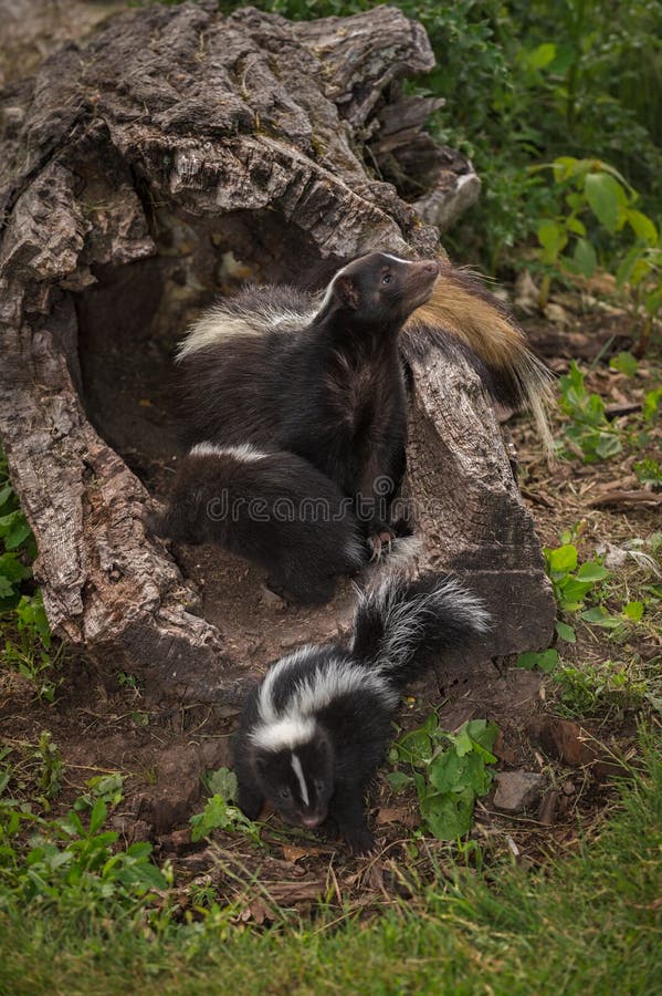 Mother Striped Skunk Mephitis Mephitis and Kits Face Right Summer Stock ...