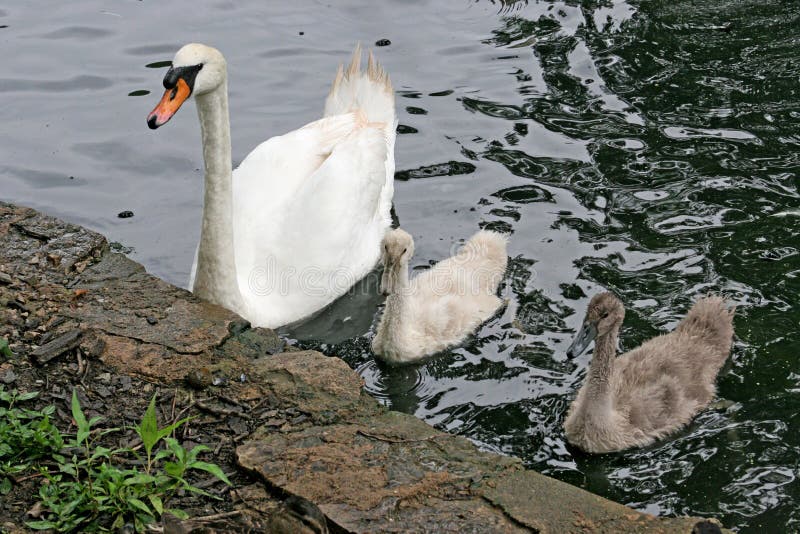 Mother Swan & Babies stock image. Image of darling - 186233