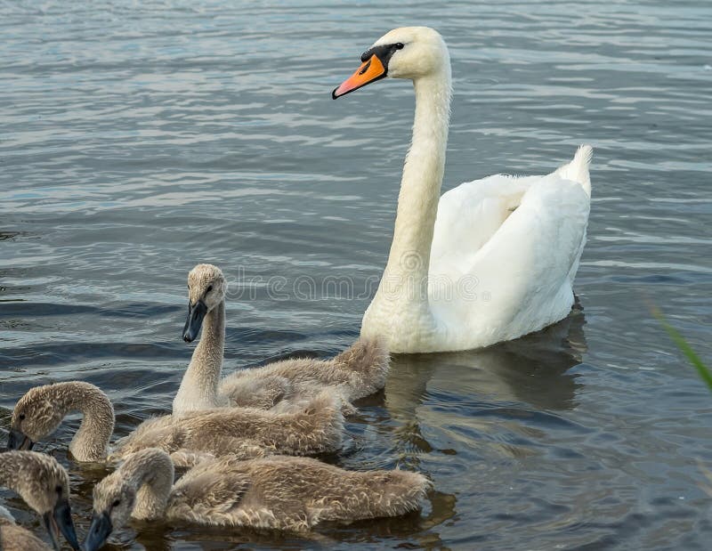 Mother swan with children stock image. Image of beak - 55942105