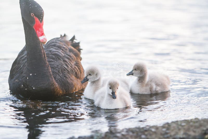Mother Swan with Her Chicks Stock Image - Image of animals, fluffy ...
