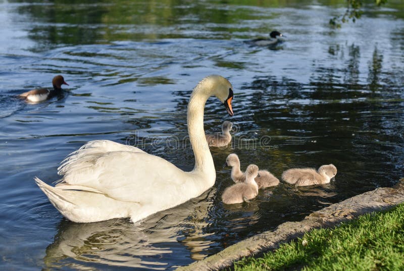 Mother Swan with Her Chicks Stock Image - Image of swans, cygnet: 284836617