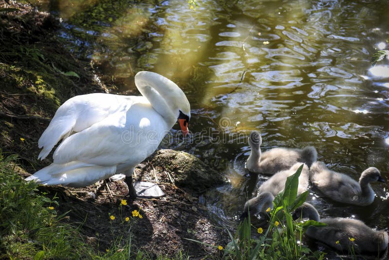 Mother Swan with Its Children in the Water Stock Photo - Image of ...