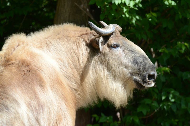 Mother takin stock image. Image of head, goat, nose, china - 24400059