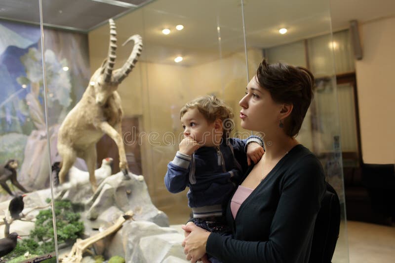 Mother Tells Her Son Mountain Sheep Stock Photos - Free & Royalty-Free ... Mother Tells Her Son Mountain Sheep Stock Photos - Free & Royalty-Free ...