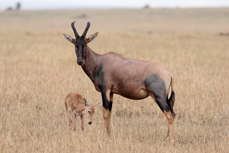 Mother Topi and calf stock image. Image of look, calf, mother - 642435