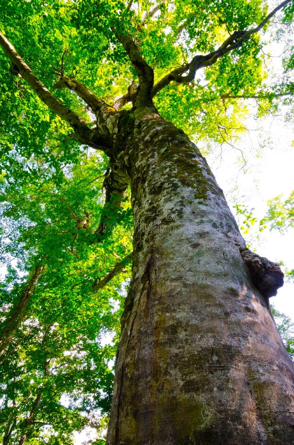 Mother Tree stock image. Image of walking, forest, beech - 26549461