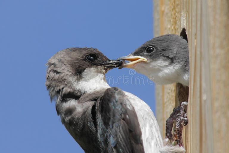 Mother Tree Swallow and Baby Stock Image - Image of fauna, hole: 5592407