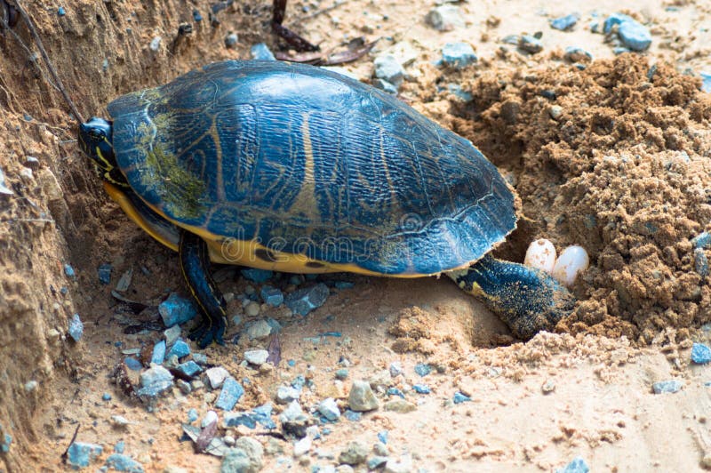 Turtle eggs stock photo. Image of fresh, turtle, eggs - 94097090