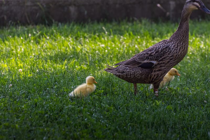 Mother with Two Yellow Running Ducks Stock Photo - Image of spring ...