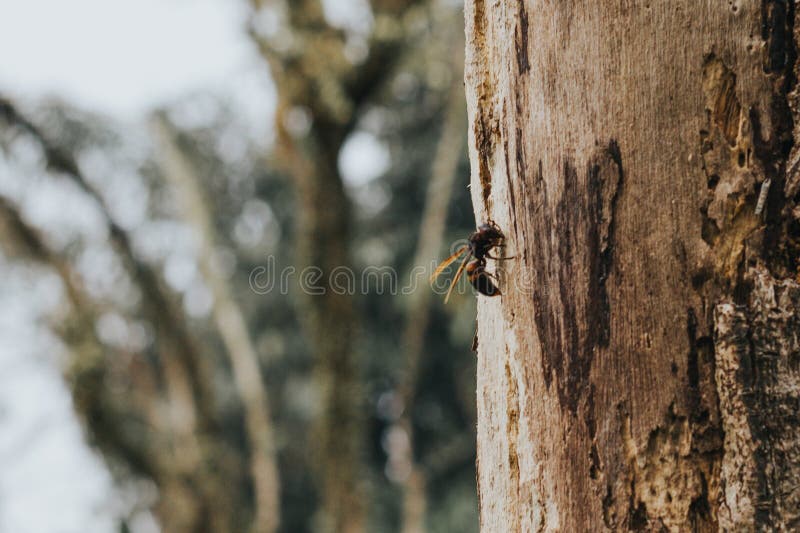 A Mother Wasp Carrying Materials To Make a Nest from a Dry Tree Stock ...