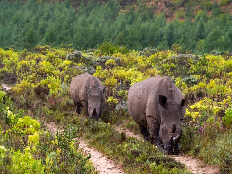 Mother White Rhino Leads Adolescent Calf Down Road Stock Image - Image ...