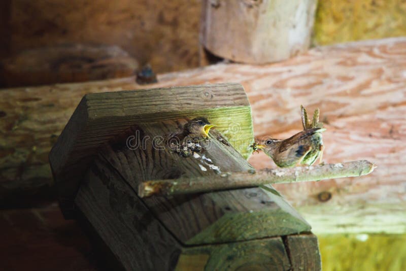 Mother Wren Feeding a Chick with an Insect Stock Image - Image of wren ...