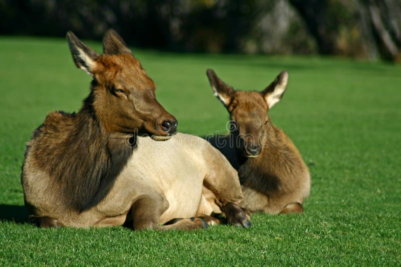 Mother and Young Elk stock image. Image of resting, rockies - 7326885