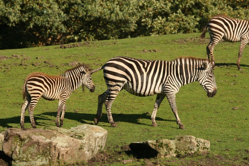 Mother zebra with child stock photo. Image of mammal, wildlife - 7459674