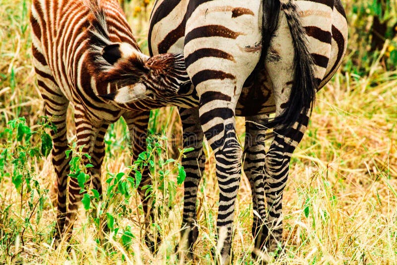 Mother Zebra Feeding Its Baby Stock Image - Image of zebra, safari ...