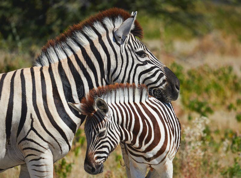 650 Zebra Cub Stock Photos - Free & Royalty-Free Stock Photos from ...