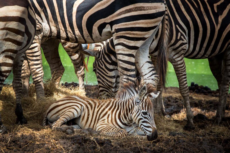 Zebra with Her Cub Stands and Looks Around Stock Image - Image of ...