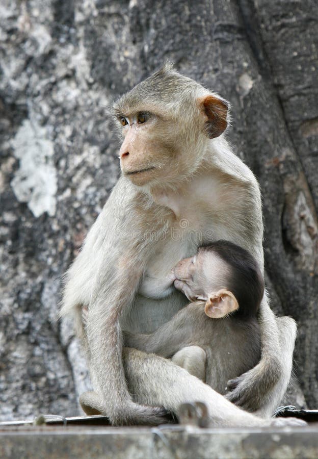 Ape stock image. Image of nature, animal, mammal, primate - 543831