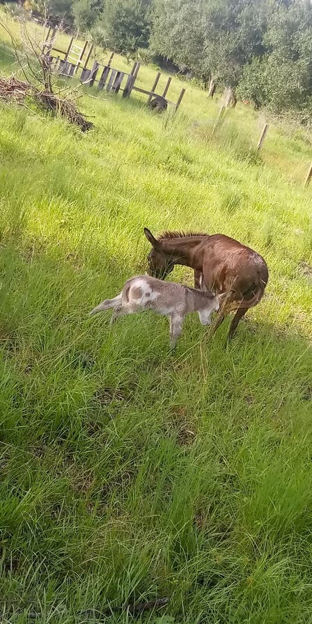Motherly Love stock photo. Image of pasture, love, birth - 155578514