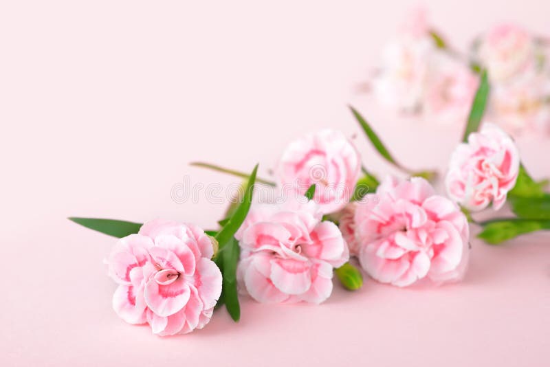Mothers Day Backgrounds, Pink Carnations on the Pink Background Stock ...