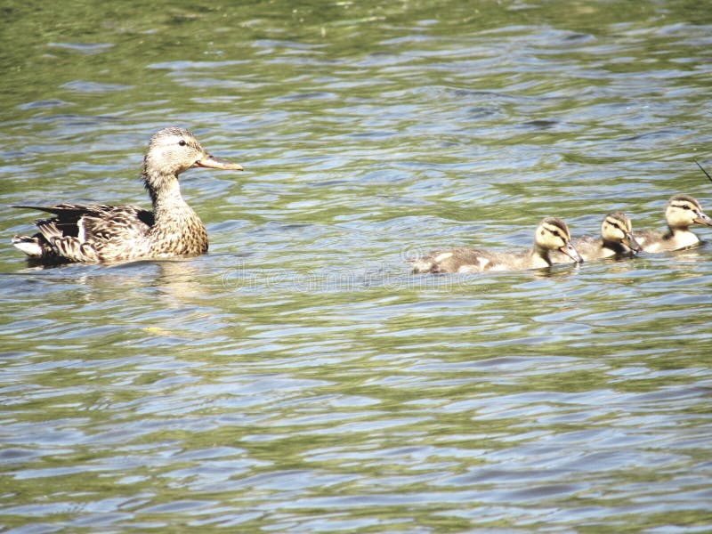 Mothers struggle stock image. Image of water, mothers - 153833787
