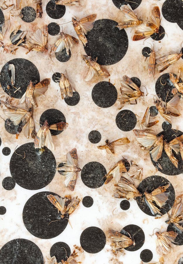Moths on the Bait with Powerful Adhesive To Capture Harmful Insects ...