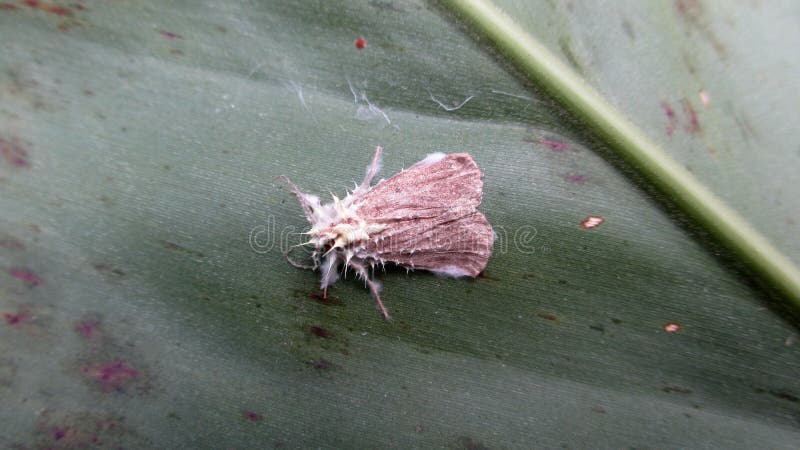 Moths die stock image. Image of nature, moths, white - 223838313