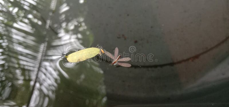 Moths Floating in the Water Stock Image - Image of water, trapped ...