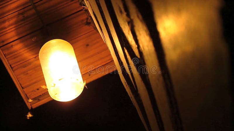 Moths Flying Around a Light Bulb Stock Footage - Video of night, green ...