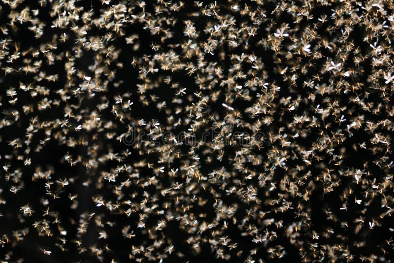 Moths Fly Around a Lighting Lamp in Street of Night City Stock Photo ...