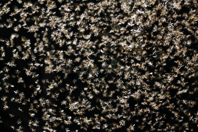 Moths Flying Around the Light Bulbs. Stock Photo - Image of evening ...