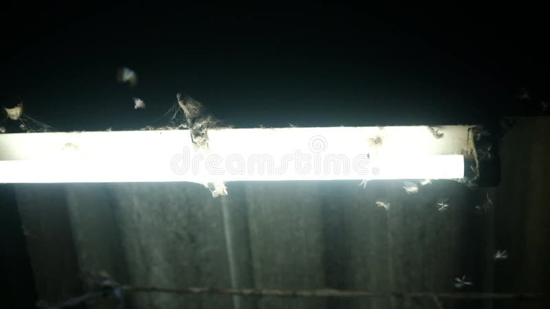 Moths Flying Around Neon Lights in the Night at the House Stock Video ...