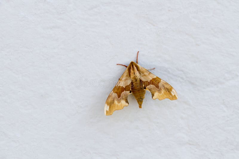 Moths are a Group of Insects that Includes All Members of the Order ...