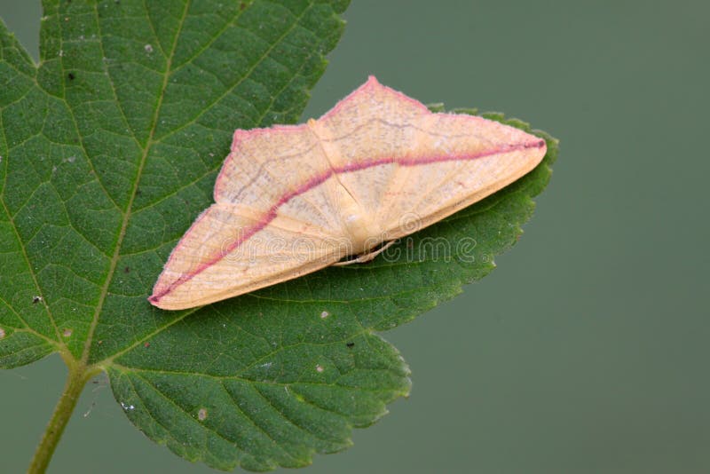 Moths insects stock image. Image of animals, ecology - 27114387