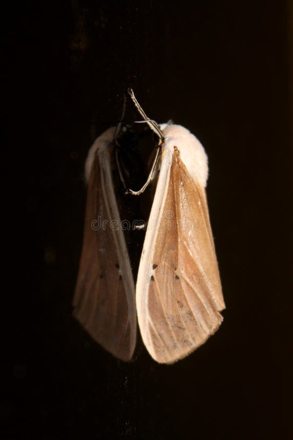 Moths are Insects that Belong To the Order Lepidoptera and Suborder ...